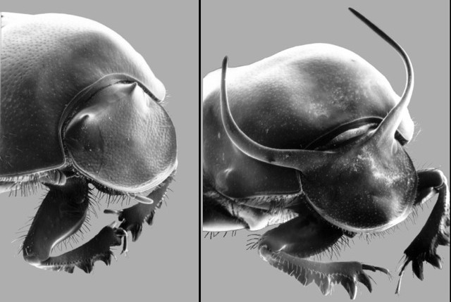Study explains evolution phenomenon that puzzled Darwin - Northwestern Now