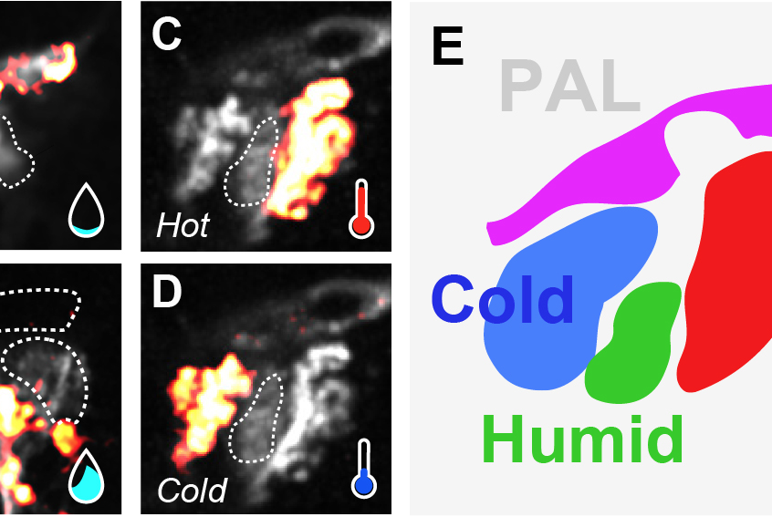 Scientists discover combined sensory map for heat, humidity in fly ...