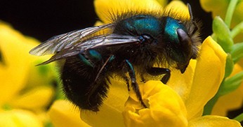 Climate change linked to potential population decline in bees ...