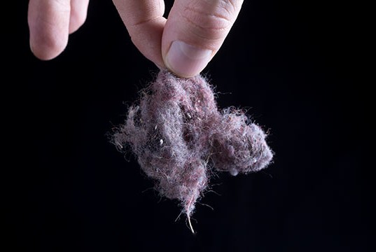 Stop sterilizing your dust - Northwestern Now