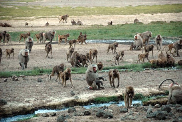 New research furthers understanding about what shapes human gut ...