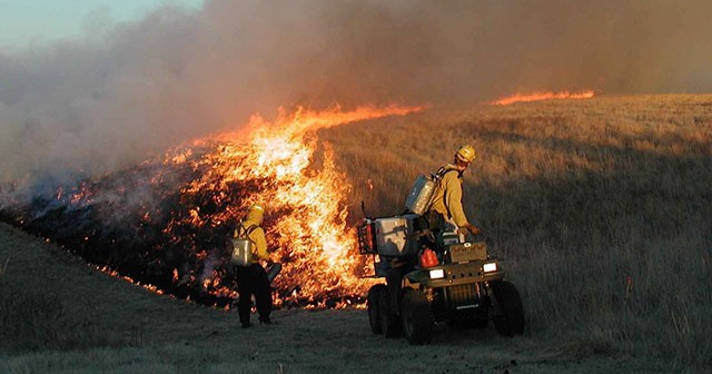 Prairie plants need fiery romance - Northwestern Now