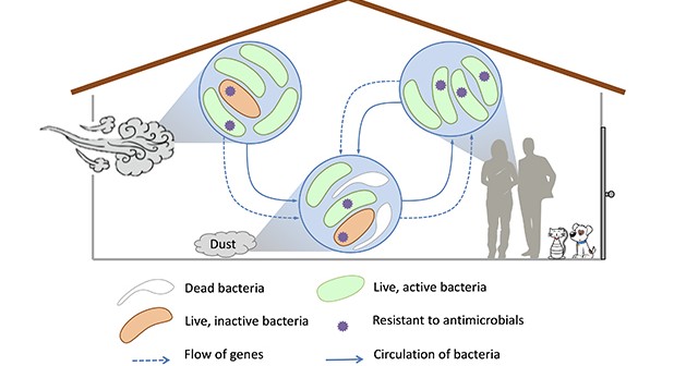 Stressed-out dust is sharing antibiotic resistance genes - Northwestern Now