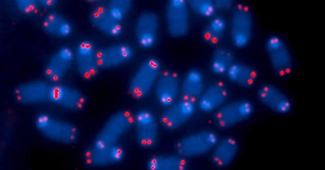 Chemists inhibit a critical gear of cell immortality - Northwestern Now
