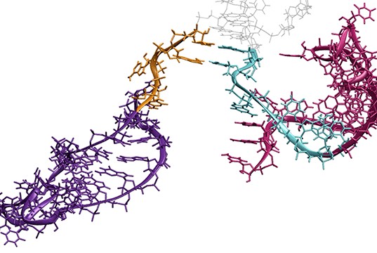 New videos show RNA as it’s never been seen - Northwestern Now