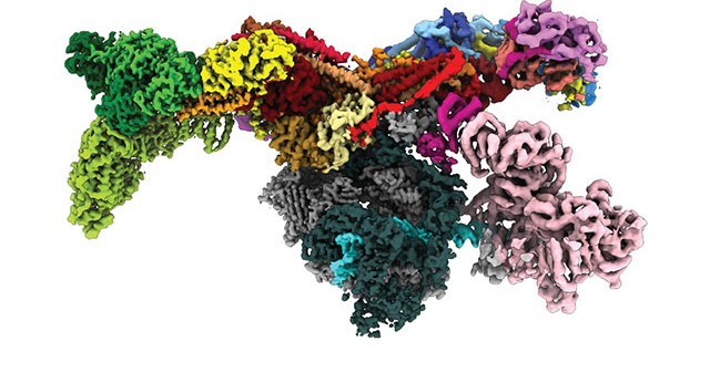 Researchers reveal 3D structure responsible for gene expression ...