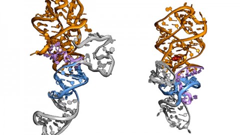 Unprecedented videos show RNA switching ‘on’ and ‘off’ - Northwestern Now