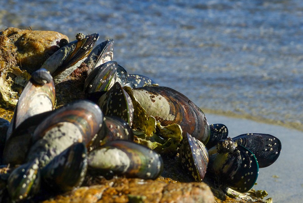 Mussels’ underwater glue inspires synthetic cement - Northwestern Now