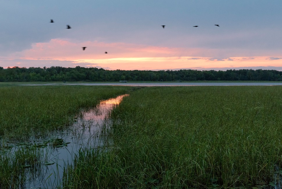 Northwestern partners with Indigenous scientists to conserve Great Lakes wetlands - Northwestern Now