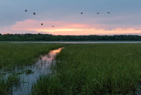 Northwestern partners with Indigenous scientists to conserve Great ...