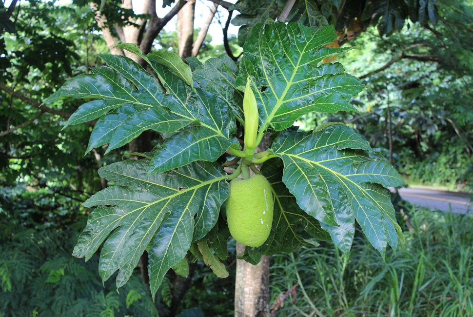 Caribbean breadfruit traced back to Capt. Bligh’s 1791-93 journey ...