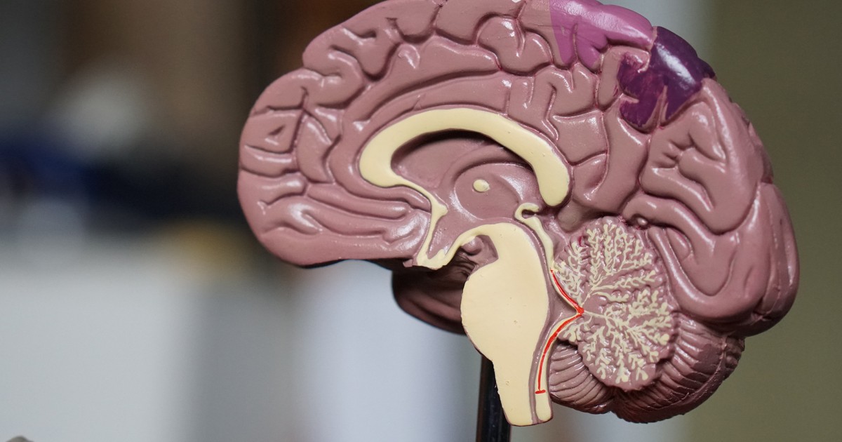 100-year-old brain mystery: What does the temporal pole do ...