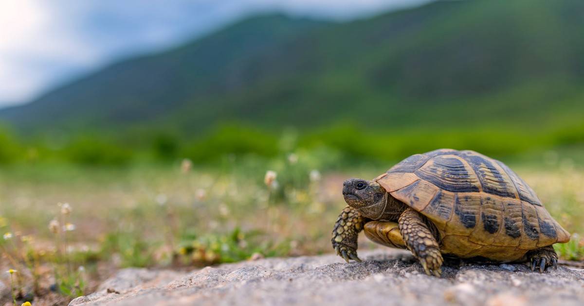 Was it a tortoise, or a torte? Why overlapping sounds are easier to ...