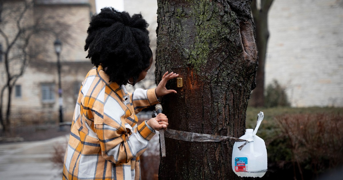 What can tree sap tell us about climate change? - Northwestern Now