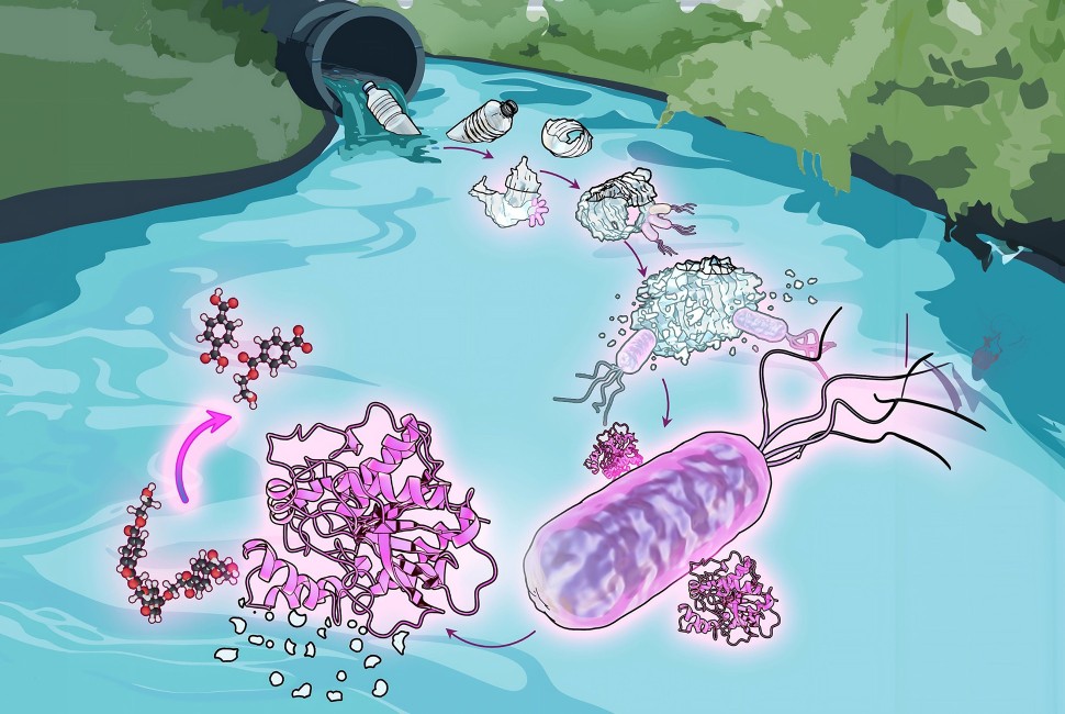Wastewater bacteria can break down plastic for food - Northwestern Now