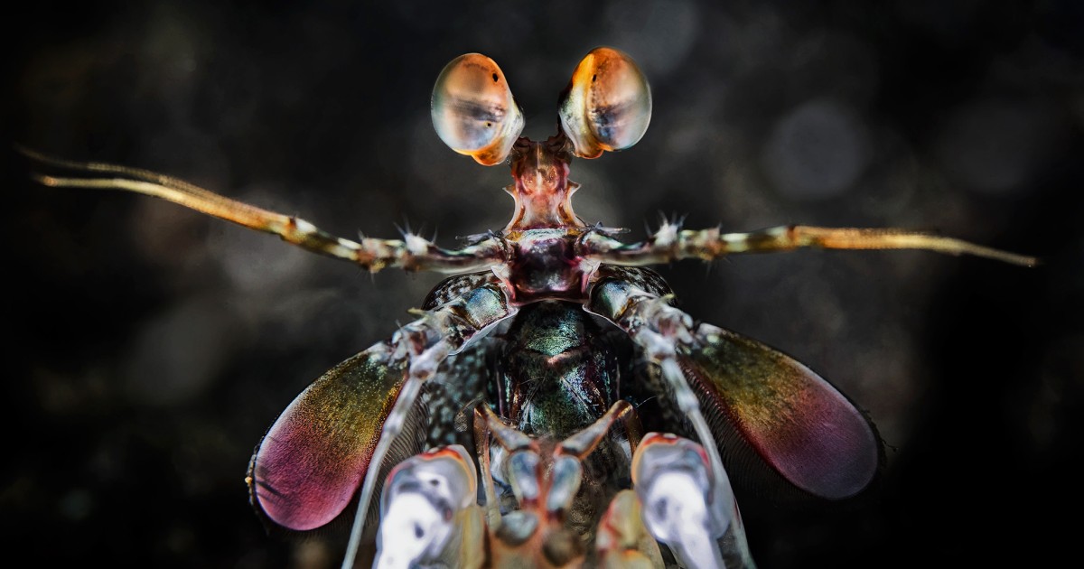 Mantis shrimp clubs filter sound to mitigate damage - Northwestern Now