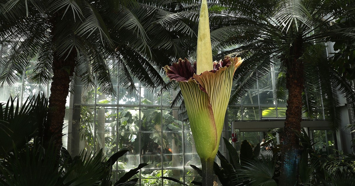 Corpse flowers are threatened by spotty recordkeeping - Northwestern Now