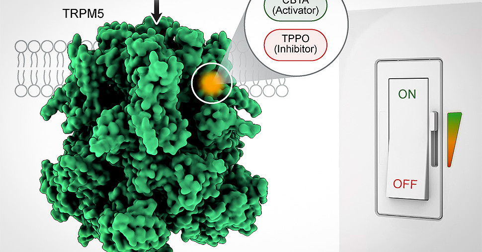 Hidden molecular switch controls taste, metabolism and gut function ...