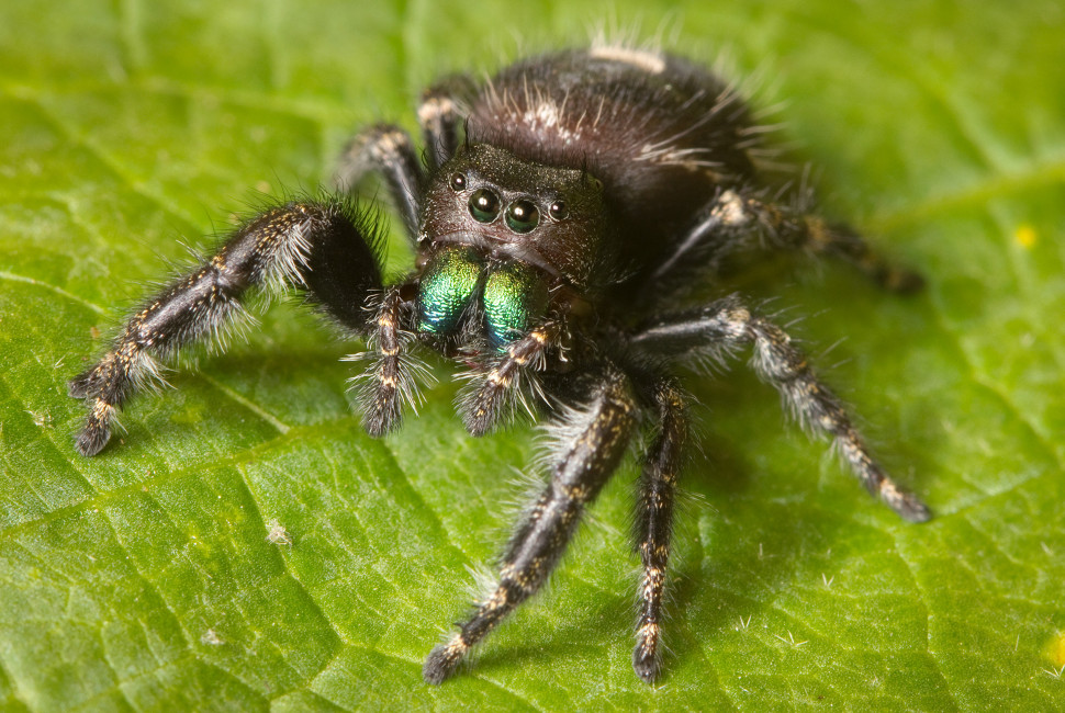Jumping spiders inspire ultra-efficient 3D camera - Northwestern Now